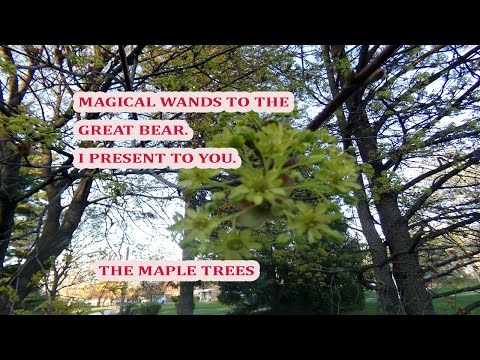Maple Trees: The Legends and Lore of these Magnificent Trees.