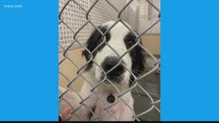 SpokAnimal - GuideStar Profile