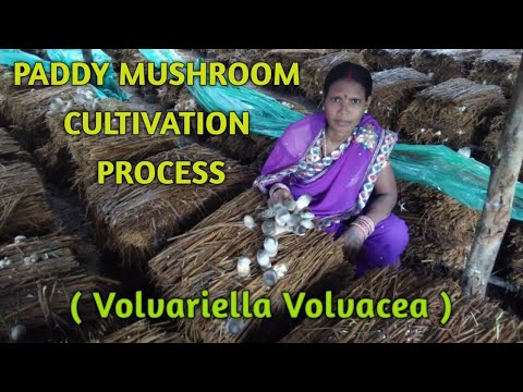 Paddy Straws at Best Price in India