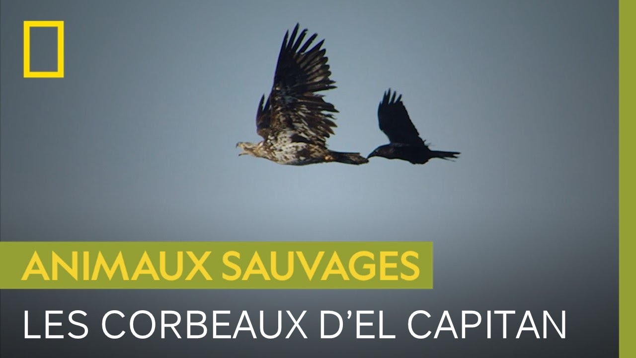 Documentaire | Des corbeaux luttent pour leur survie sur les parois d ...