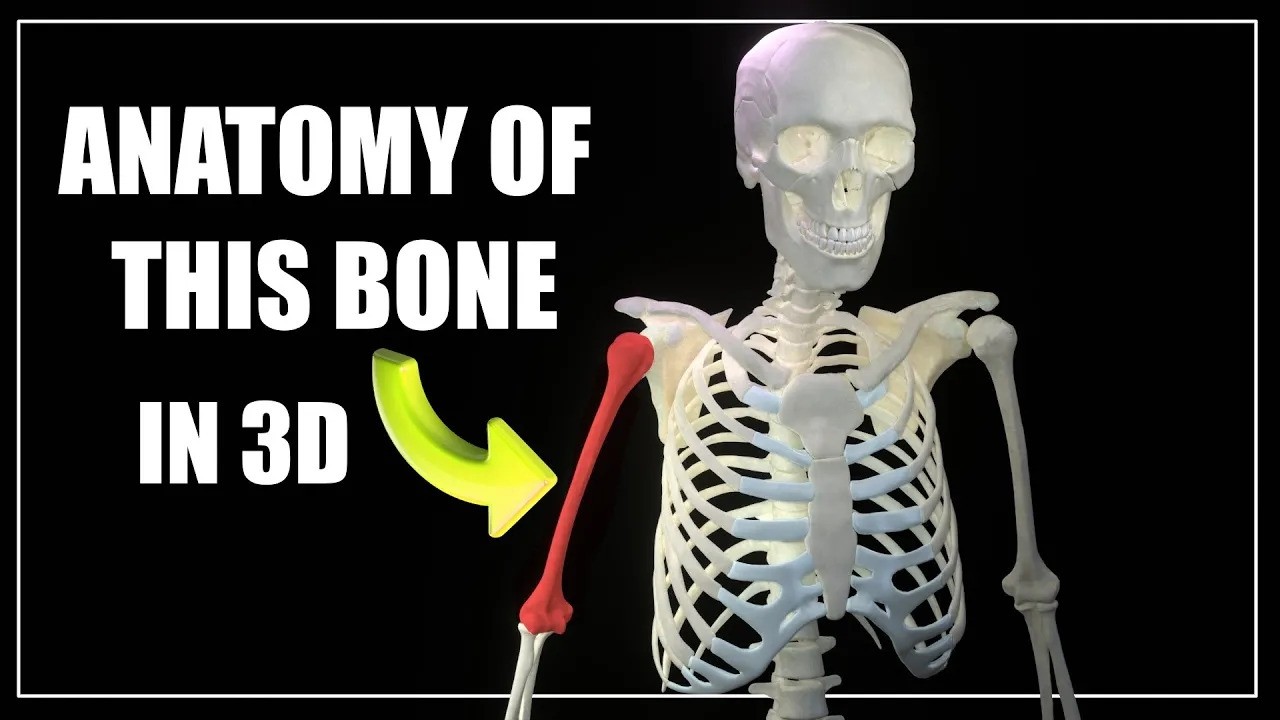 Humerus Anatomy in 3d~ Anatomy by Doctor Jana