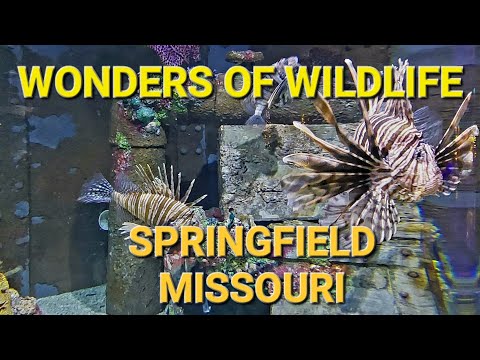 Wonders of Wildlife Springfield Missouri, Springfield Aquarium, Bass Pro Shops Springfield Missouri