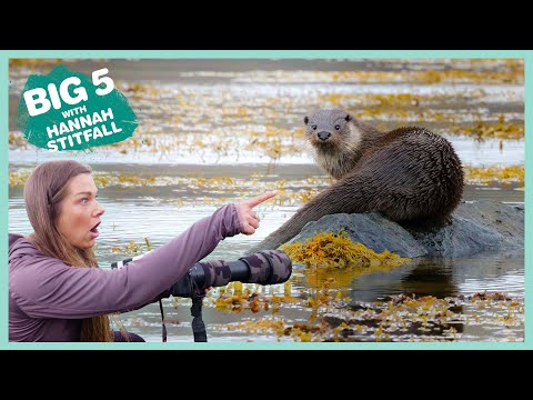 Otters | Big 5: Scotland | BBC Earth Kids