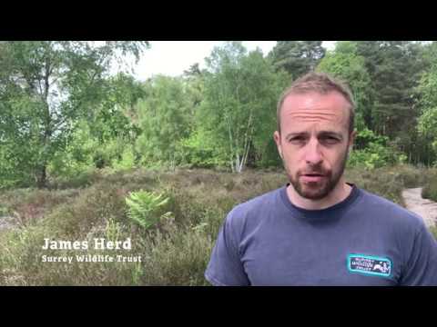A tour of Wisley and Ockham Commons, from Surrey Wildlife Trust