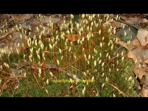 MOSS LIFE CYCLE