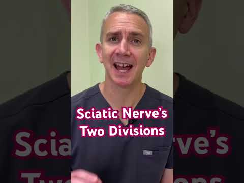 Sciatic Nerve’s 2 Divisions #sciatica #sciaticapain #numbness #pt #orthopedist #chiropractic #nerve