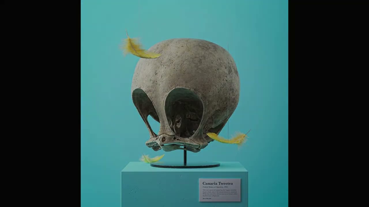 Anatomically correct skulls of popular cartoon characters Slideshow