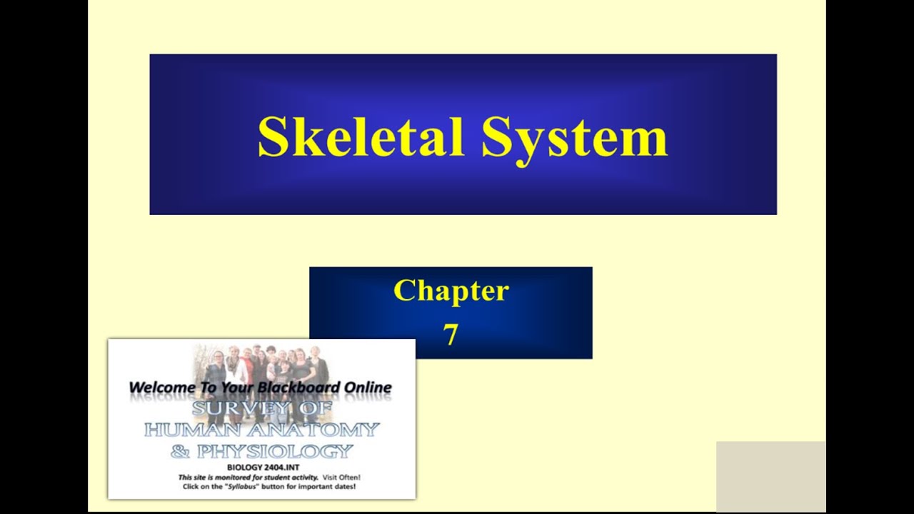 CHAPTER 7: THE SKELETAL SYSTEM, PART A