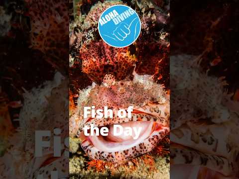 Scorpionfish vs. Stonefish: Can You Spot the Difference? 🐟🪸 #FishOfTheDay