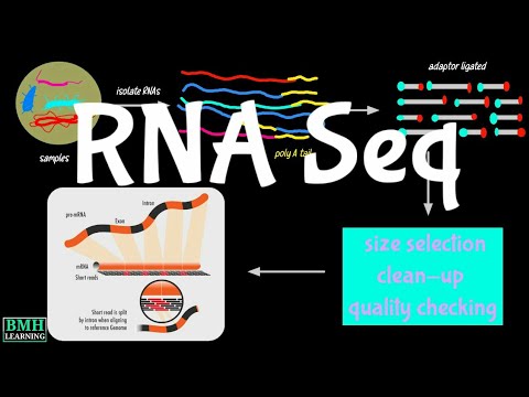 RNA Sequencing | RNA Seq |