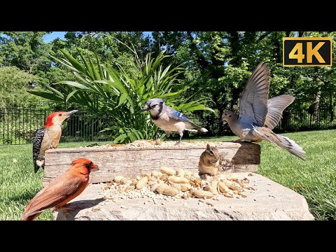 ๐ด24/7 LIVE: 4K Cat TV for Cats to Watch ๐ธ Feisty Birds, Chipmunks & Squirrels