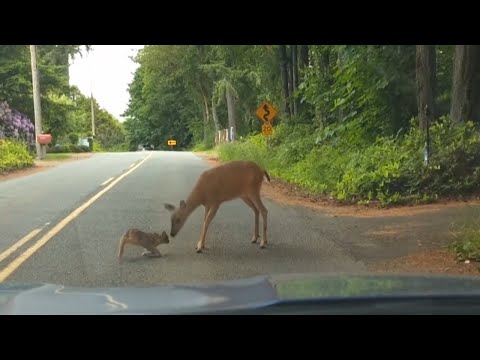 Indiana DNR advises against disturbing newborn wildlife