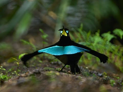 Birds lower classifications - 1