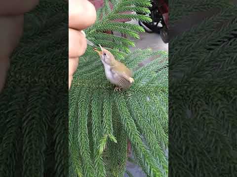 Cute Tailor Bird | Baby tailor bird | Cute birds | Cute animals #tailorbird