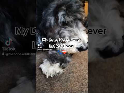 I've Basically Lost all Faith in Humanity at this Point🐾🐩 #sheepadoodle #doglover #sheepdog #poodle