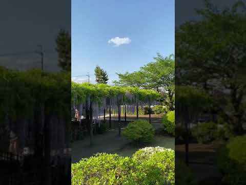Wisteria floribunda is japanese flower
