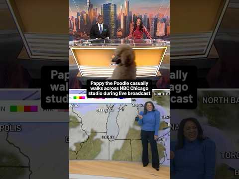 Poodle casually walks across NBC studio during live news broadcast