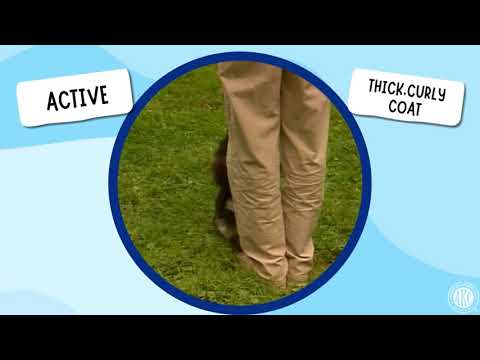 AKC Meet the Breeds with Bailey: Poodle