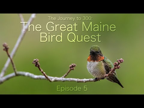 The Great Maine Bird Quest - Episode 5 || Maine Wildlife Photography