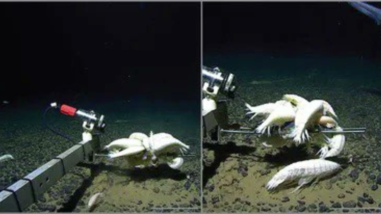 Giant Deep-Sea Amphipod Thriving: *Alicell... | Gaya One