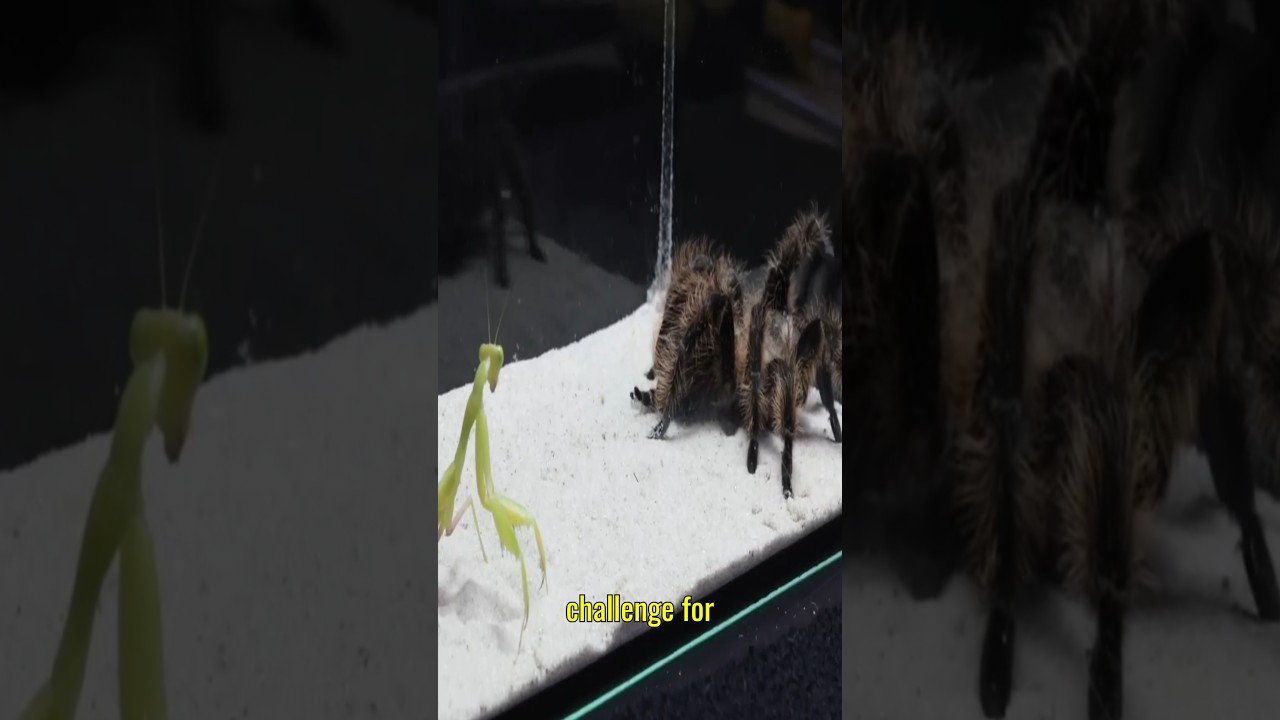 1 MANTIS VS 3 DANGEROUS ENEMIES #animals #facts #insects