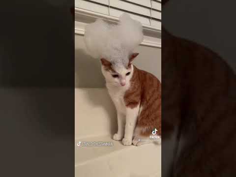 twerking cat's 3 moods