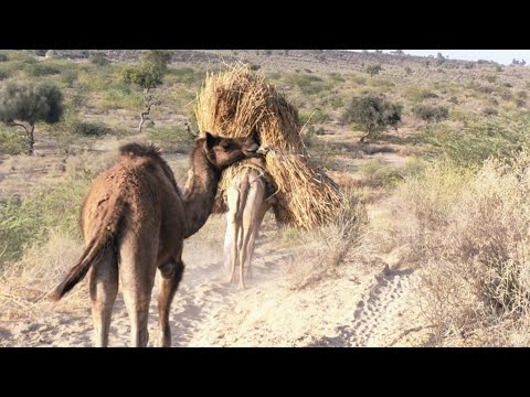 How do the people of Thar lift the bar on camels