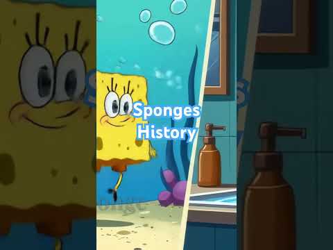 Sponges History
