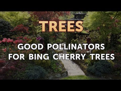 Good Pollinators for Bing Cherry Trees