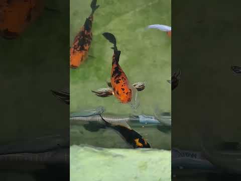🐠koi fish | Mollyfish | goldfish😍💕🐬🐟 #fish#feeding#eating#aquarium#viral#video#yt#ytshorts#homedecor