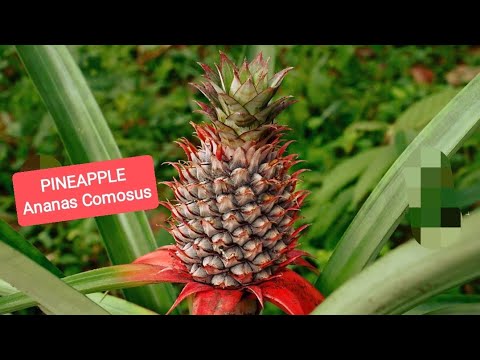 Pineapple Plant | Ananas Comosus
