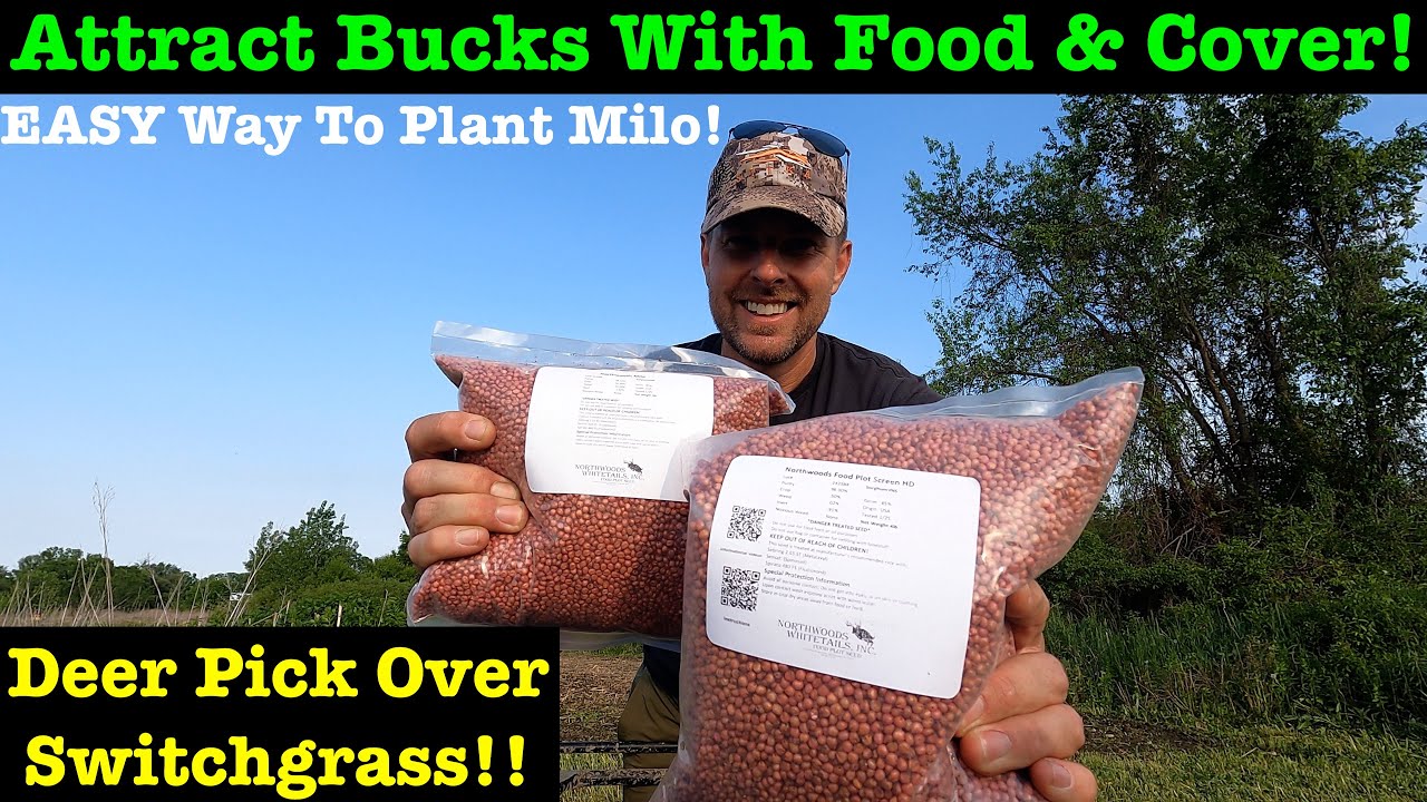Milo #1 Food Plot Managing Small Property's For Big Bucks!
