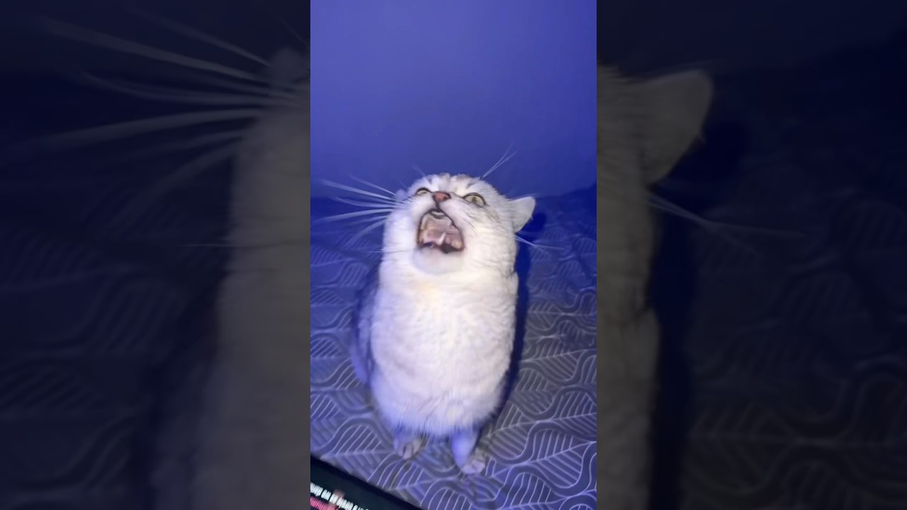 Smart Singing Cat!