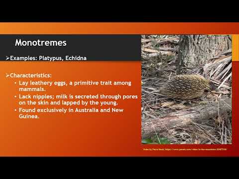 Classification of Mammals video
