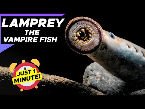 Lamprey - Just 1 Minute! The Vampire Fish