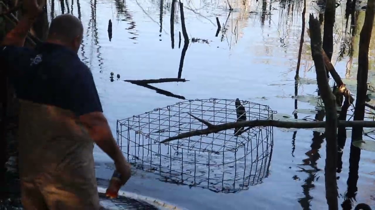 Installing a Beaver Deceiver to Help Business Owner