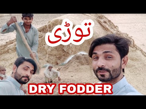 DRY FODDER!!!GANDHUM KA BHOSA🤗🤗