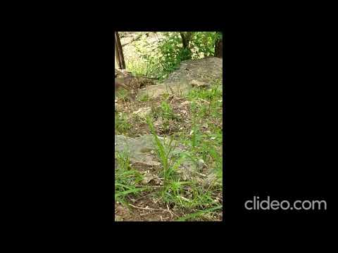 American Pipit - Rare sighting here - and Butterweed plant along the Harpeth River, Tennessee USA.