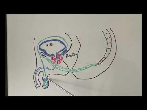 S6E11 Anatomy and functions of the Prostate Gland