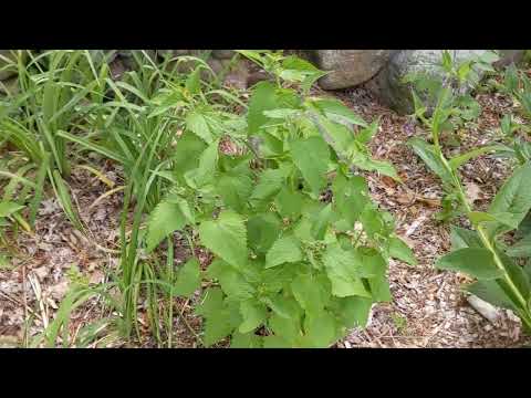 Getting to know Anise hyssop