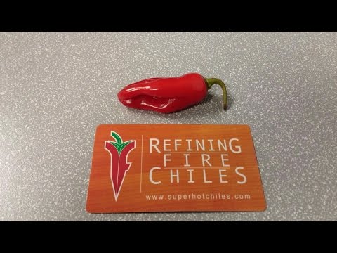 The "Sweet Datil" a Pod Review for Refining Fire Chiles