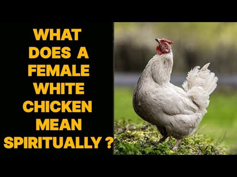 WHAT DOES A FEMALE WHITE CHICKEN MEAN SPIRITUALLY ?