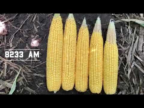 How Planting Populations Affect Yield