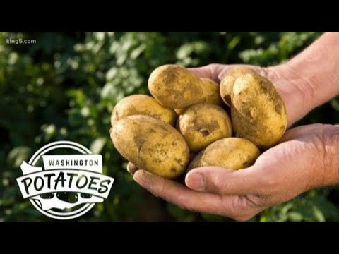 Surplus of spuds: Washington farmers rush to donate 1 million pounds of potatoes