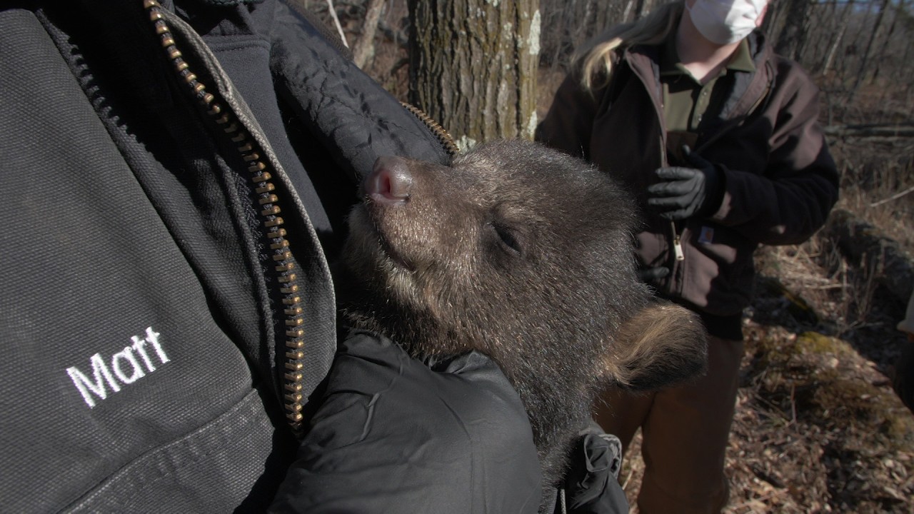 Wisconsin Life | Inside the den: DNR researchers track Wisconsin's black bears