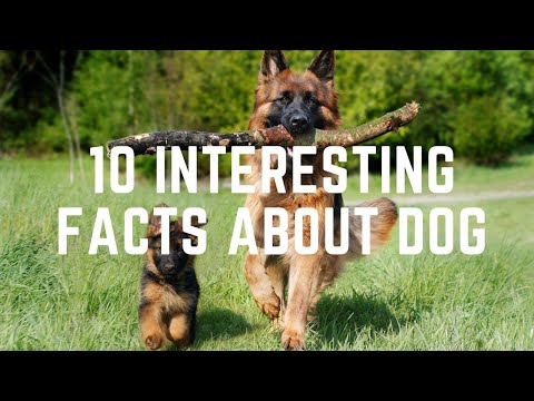 10 interesting facts about dogs