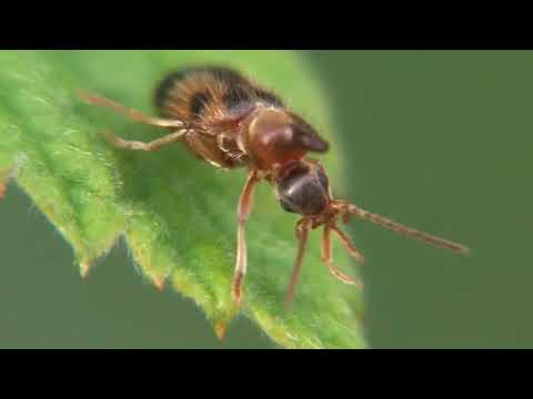 "Ant-like Flower Beetles: Masters of Mimicry and Pollination"