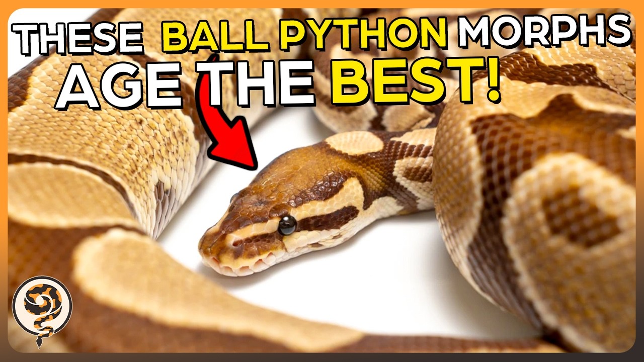 These are 5 of the Best Aging Ball Python Morphs!