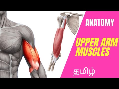 Upper Arm Muscles Anatomy in Tamil Lecture