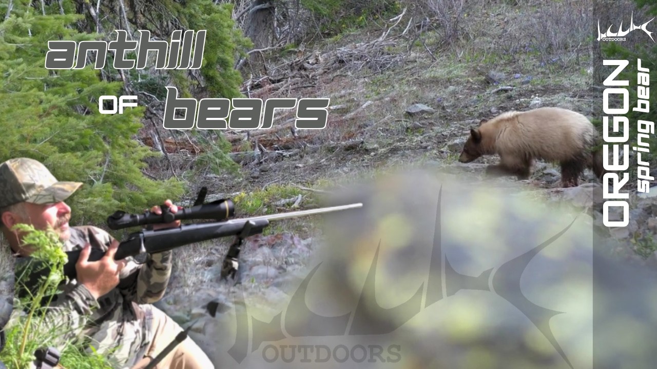 Anthill of Bears | Oregon Spring Bear